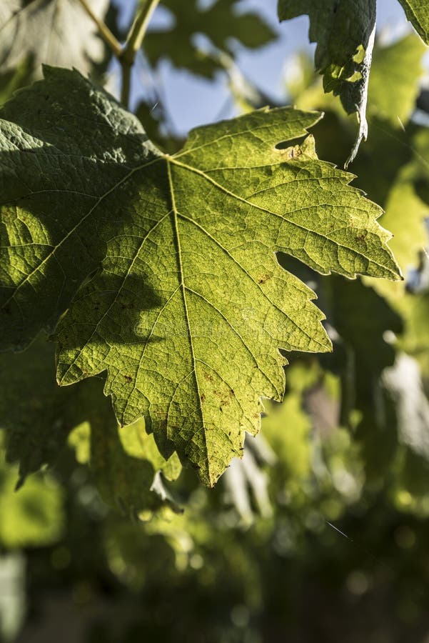 Grapes leaf stock photo. Image of plant, leaf, closeup - 15417566
