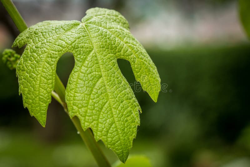 Grapes leaf stock photo. Image of plant, leaf, closeup - 15417566