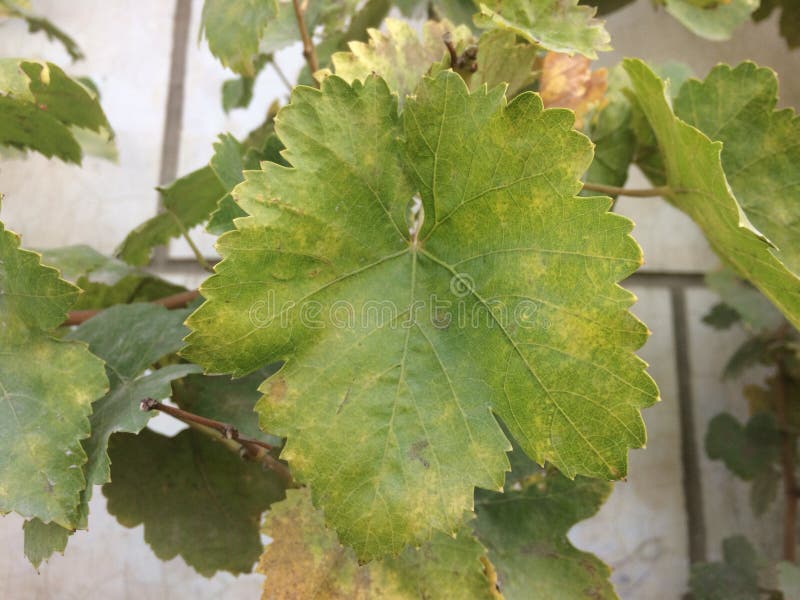 Green grapes leave stock image. Image of grapefruit - 106602297