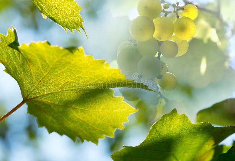 Green Grapes, Leaves of Grapes on a Light Background Stock Image ...