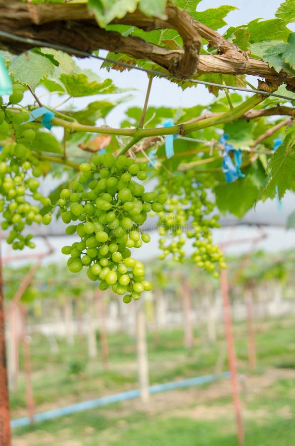 Green grapes stock image. Image of farming, ground, outdoors - 38403861