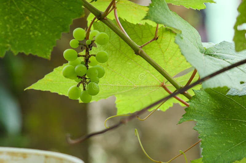 Green Grapes that are Still Young and Not yet Ripe are Still on the ...