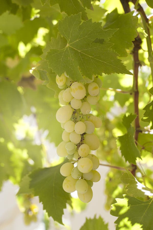Green grapes and sunlight stock image. Image of crop - 136828465