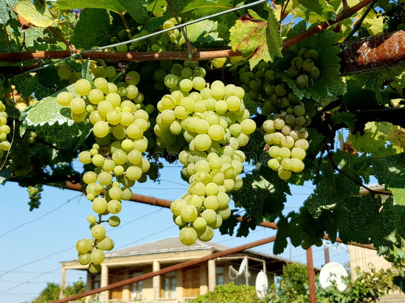 Green grapes stock photo. Image of trees, fresh, grapes - 98356378
