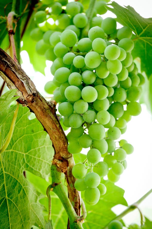 Green Grapes on the Vine stock photo. Image of natural - 20777024