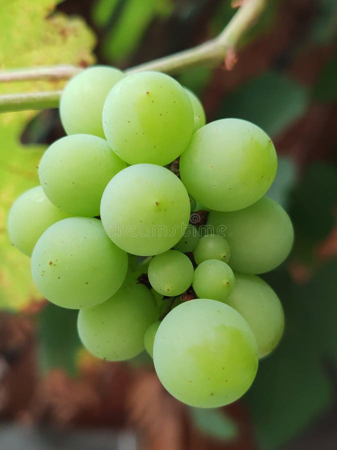 Green Grapes Waiting To Ripen Stock Image - Image of hijau, anggur ...