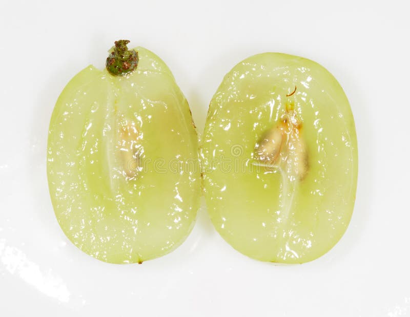 Translucent Slice of Green Grape Fruit Stock Image - Image of closeup ...