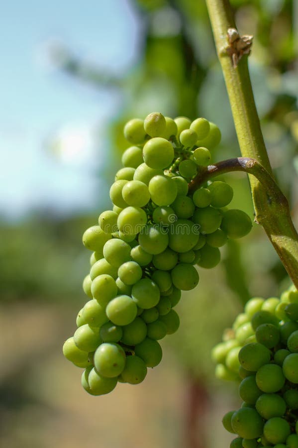 Green grapes stock photo. Image of visit, pick, wine - 51859354