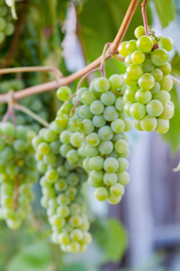 Green grapevine stock image. Image of bunch, immature - 29036283