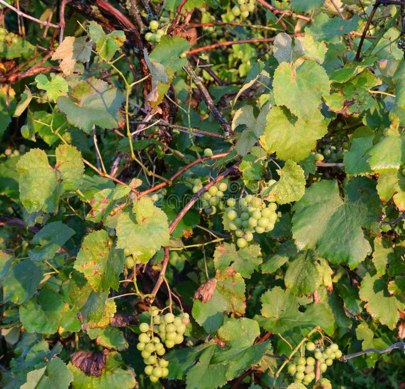 Green grapevine closeup stock image. Image of grapevine - 159124775