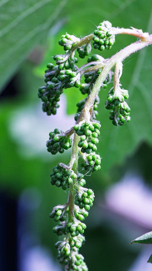 Grape Vine Blossom, about To Flower, May 2025 Stock Image - Image of ...