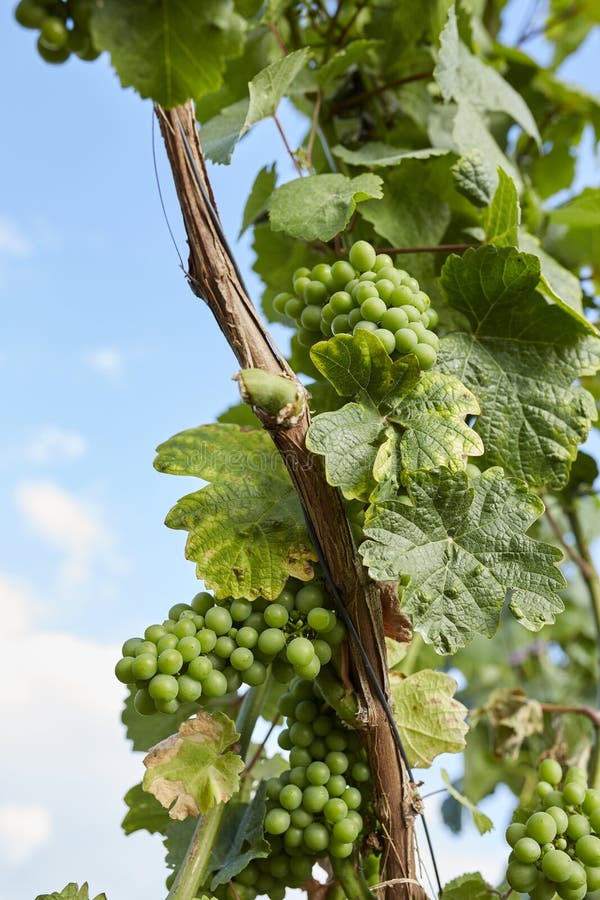 Green Grapevine and Grapes with Sun and Blue Sky Stock Image - Image of ...