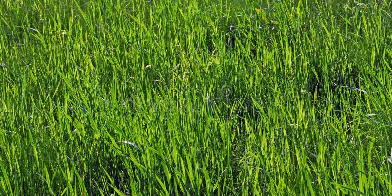 Green gras stock photo. Image of garden, meadow, summer - 10521508