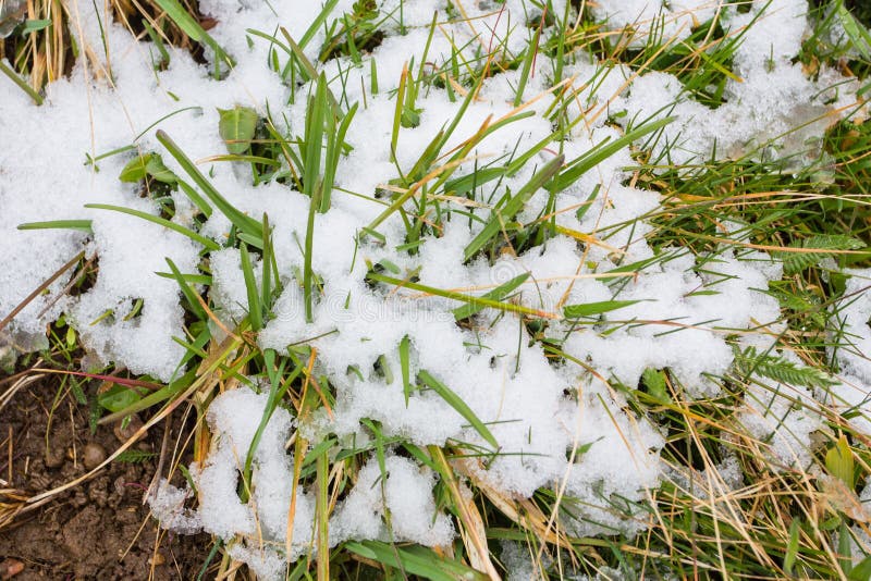 Green Gras in March Covered with Late Snow. Cold Spring Day Stock Image ...