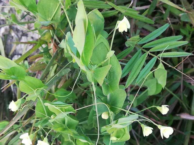 Green Grash Matar Grash Plant Flower Stock Image - Image of green ...