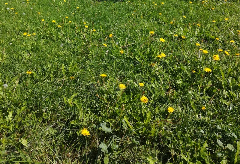 Green Grash Bush Side with Trash and Garbage in Indonesia Stock Image ...