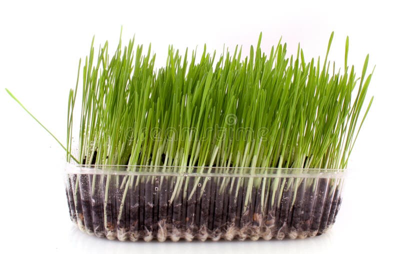 Green grass stock photo. Image of lawn, growth, fresh - 12384598