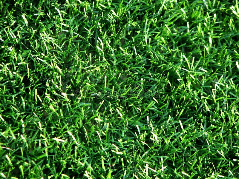 Green grass stock photo. Image of grounds, closeup, spring - 14913934