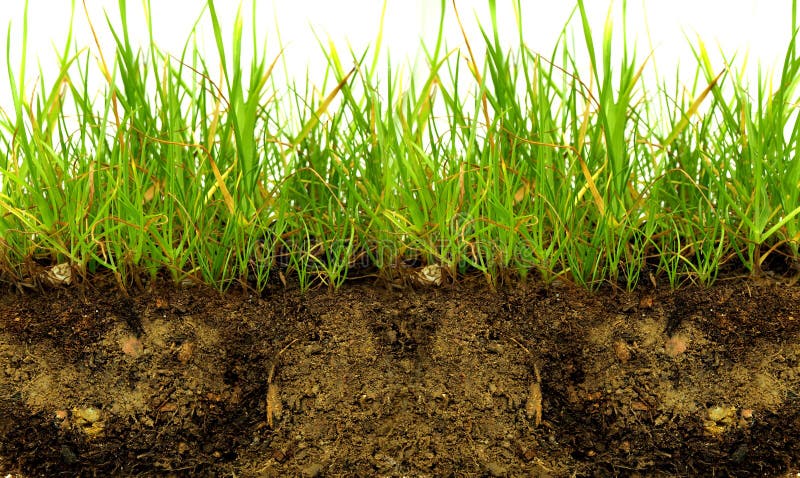 Grass and soil stock image. Image of nature, lawn, cross - 29024711