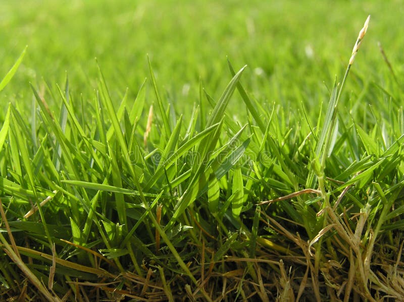 Green grass stock image. Image of grass, root, sectional - 189095