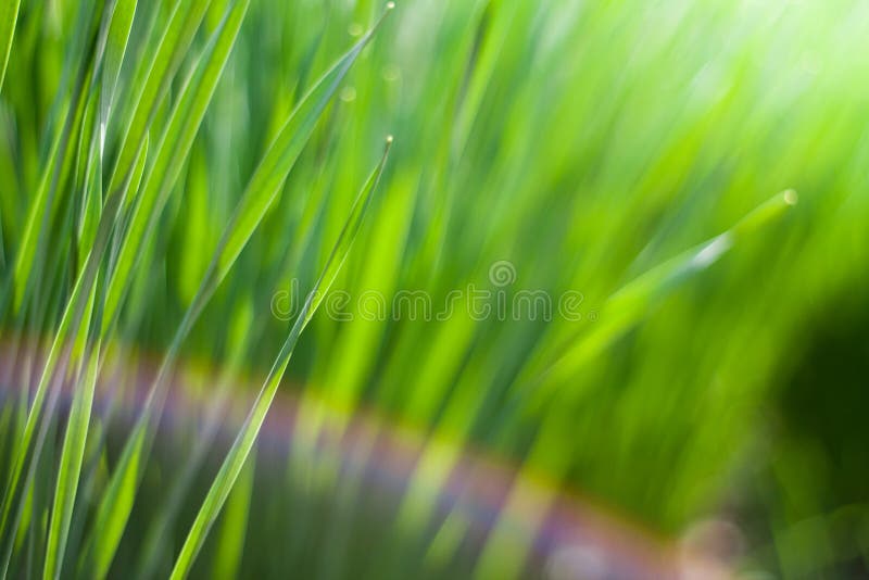 Grasslands stock image. Image of collage, focus, vegetation - 22805807