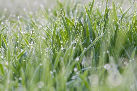 Green grass stock photo. Image of condensation, clean - 19573300