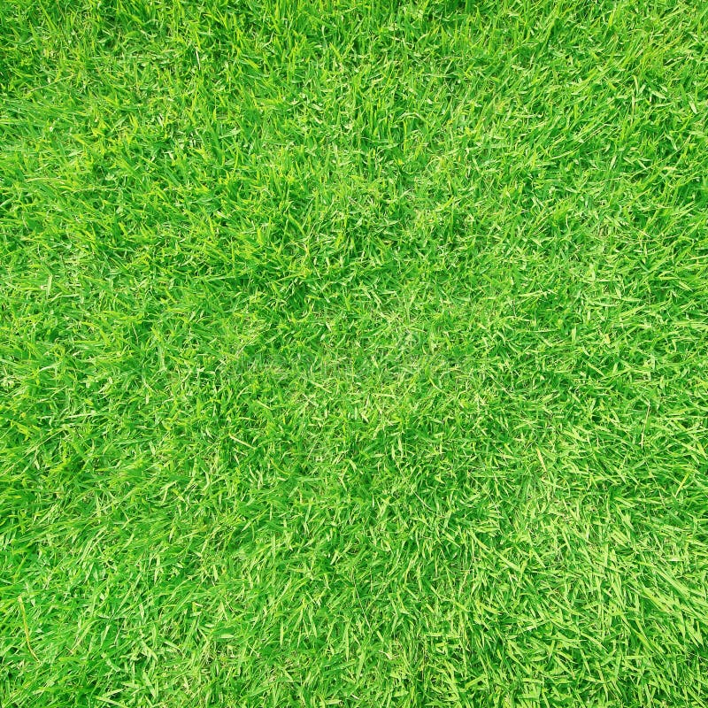 Green Grass Natural Background. Top View Stock Image - Image of lush ...
