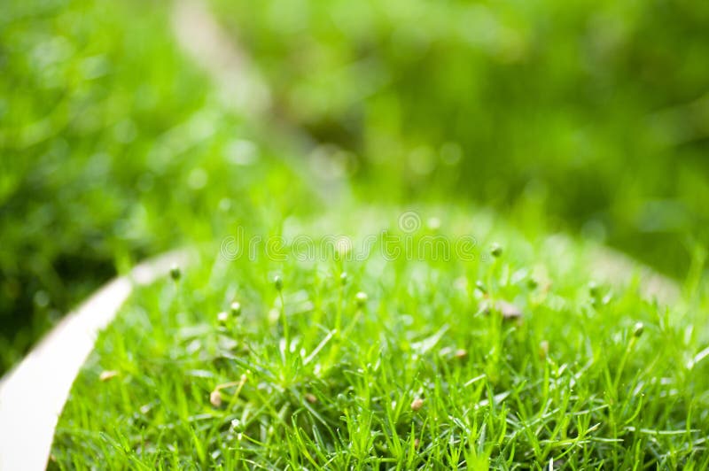 Green grass stock photo. Image of lawn, peace, relax - 27153624