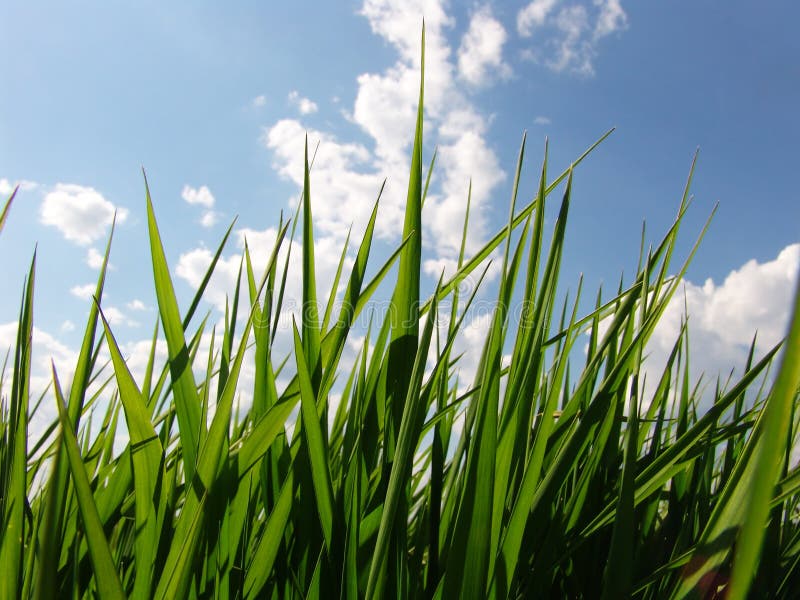 Ground-level view of grass stock photo. Image of perspective - 2293562