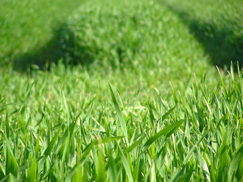 Green, Grass, Ecosystem, Leaf Picture. Image: 132949482