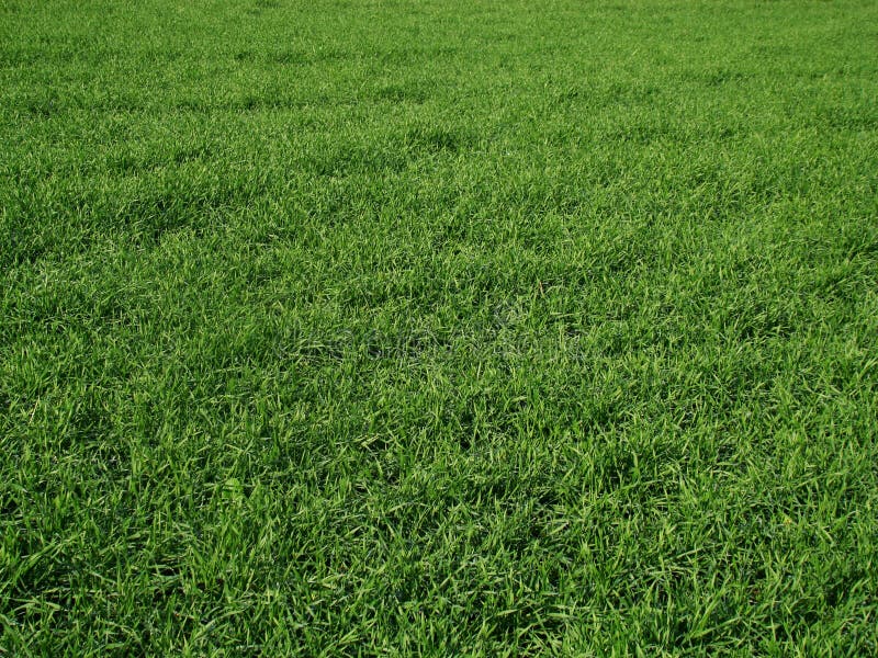 11,225 Grass Plot Stock Photos - Free & Royalty-Free Stock Photos from ...