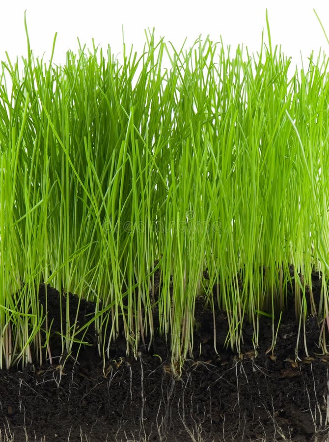 Grass Sprouts Macro Image, Bright Green Stock Photo - Image of ...