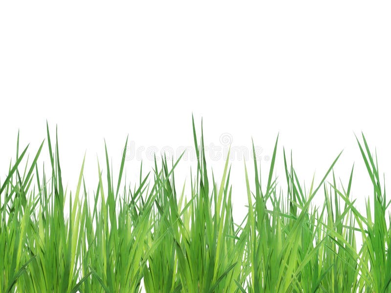 Grass stock image. Image of flora, summer, dense, nature - 30316837