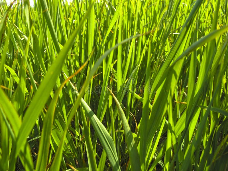 Green grass stock photo. Image of summer, grass, herbage - 5573986