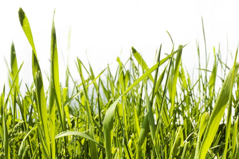 Ground-level view of grass stock photo. Image of perspective - 2293562
