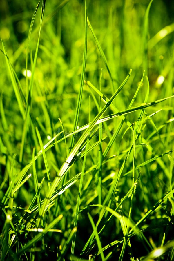 Green grass stock image. Image of green, close, healthy - 5738929