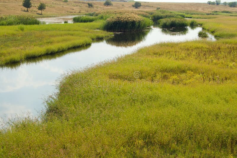 Green grass stock photo. Image of reflection, plant, grass - 6482892