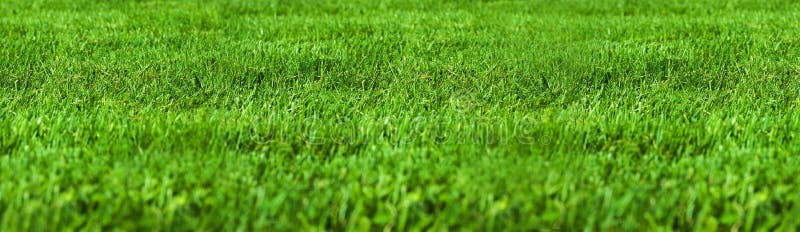 Green grass stock image. Image of green, natures, natural - 2561