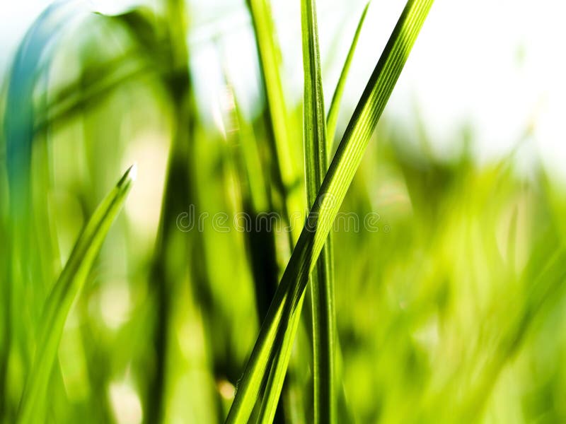 Grass View stock photo. Image of blade, stem, close, view - 2293556