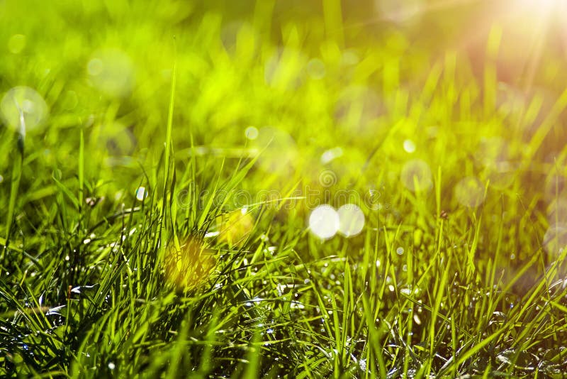 Green grass stock image. Image of closeup, copyspace - 33016745