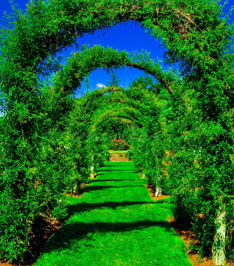 Arches Of Grass With Dew Drops Against The Sun Stock Photo - Image of ...
