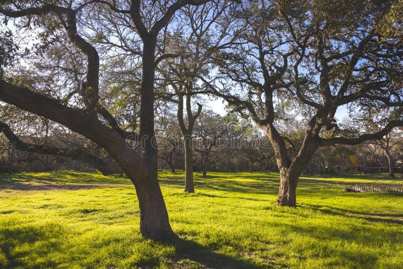 A Green Grass Area with Trees on the Other Side and Sky Stock Photo ...