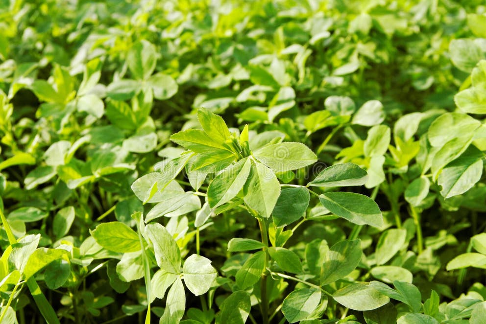 Green grass in autumn. stock photo. Image of green, outdoors - 21562440