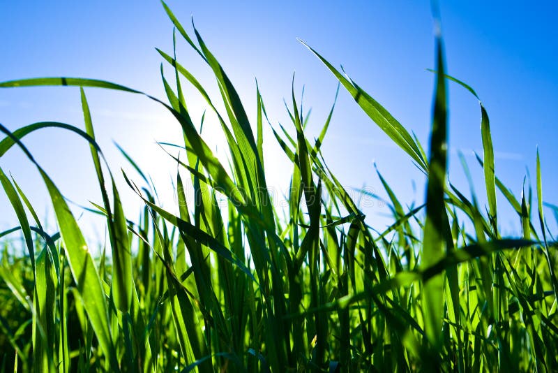 Green Grass in Back Light with Blue Sky and Sun Stock Image - Image of ...