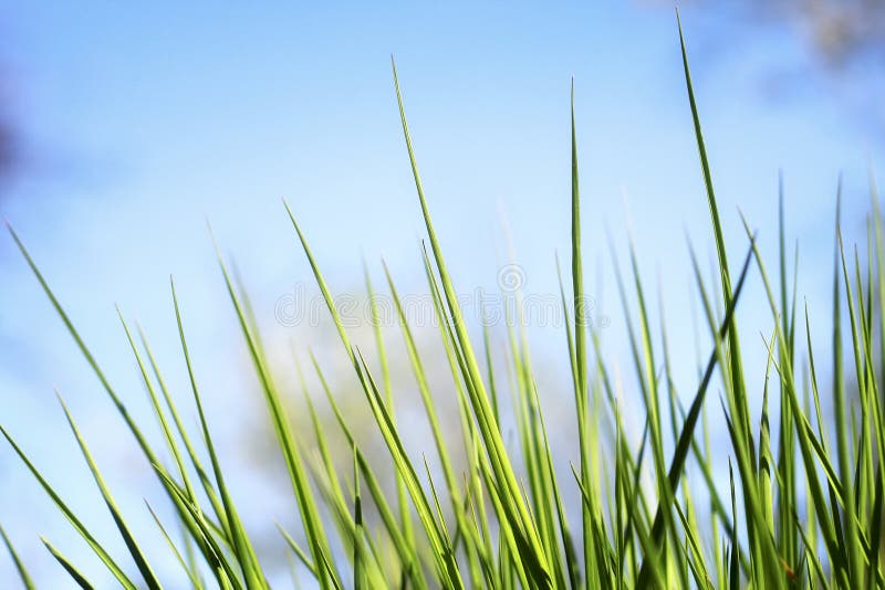 Green grass background stock photo. Image of clean, high - 15323000