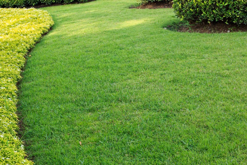 Green grass background stock image. Image of field, color - 25683761