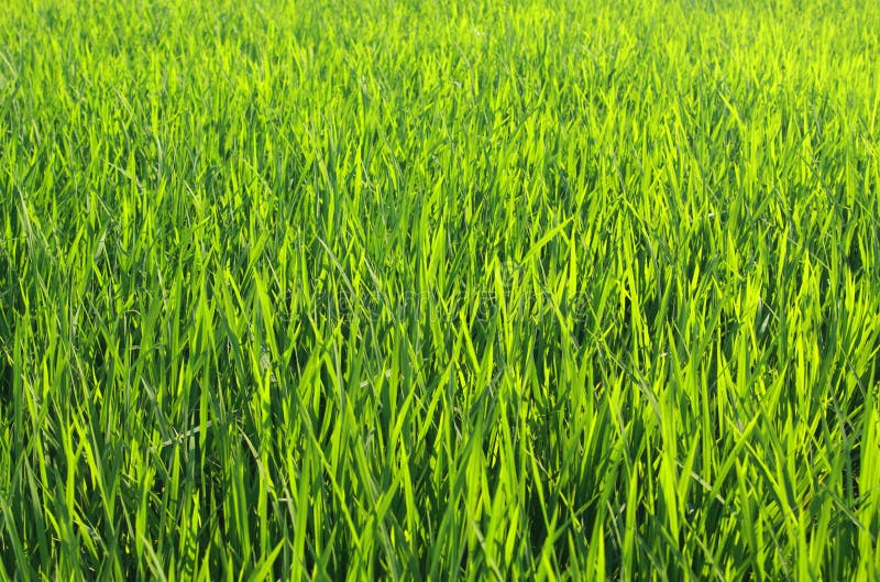 Long green grass stock photo. Image of growth, meadow, tall - 548372