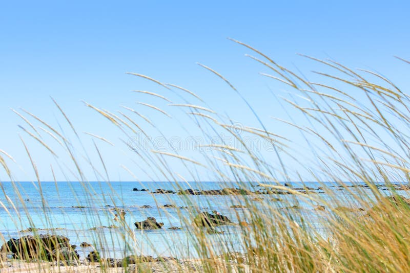 Green Grass on a Background of Blue Ocean and Blue Sky Stock Photo ...