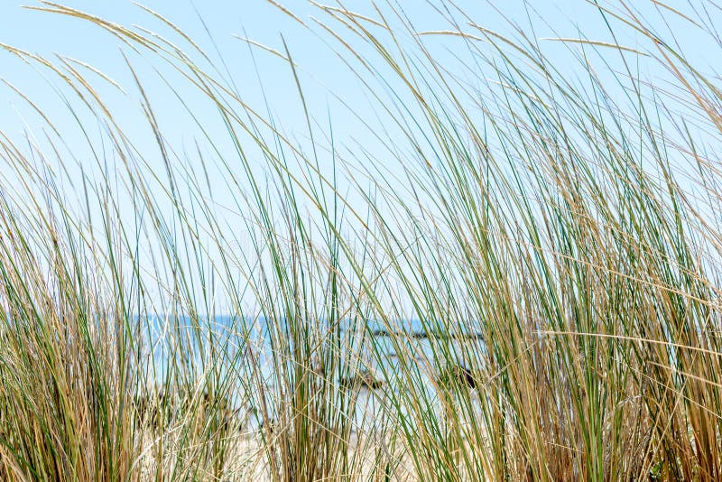 Green Grass on a Background of Blue Ocean and Blue Sky Stock Photo ...