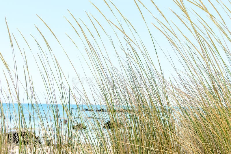 Green Grass on a Background of Blue Ocean and Blue Sky Stock Photo ...